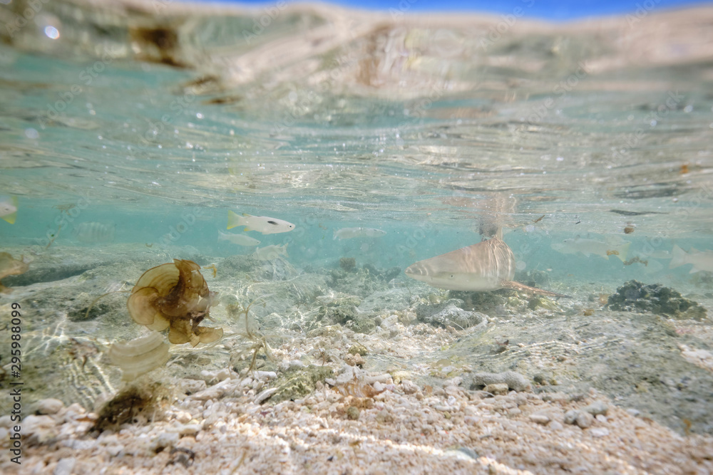 Juvenile baby blacktip reef shark swimming in shallow coral reef water ...