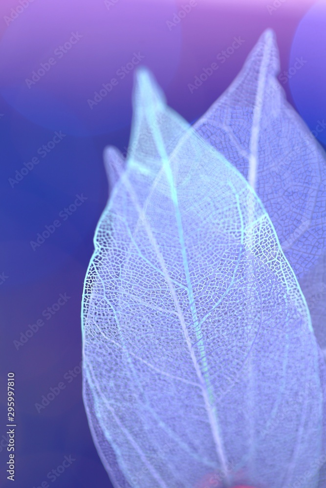Skeleton blue leaf set.skeletonized leaf Macro on violet background ...