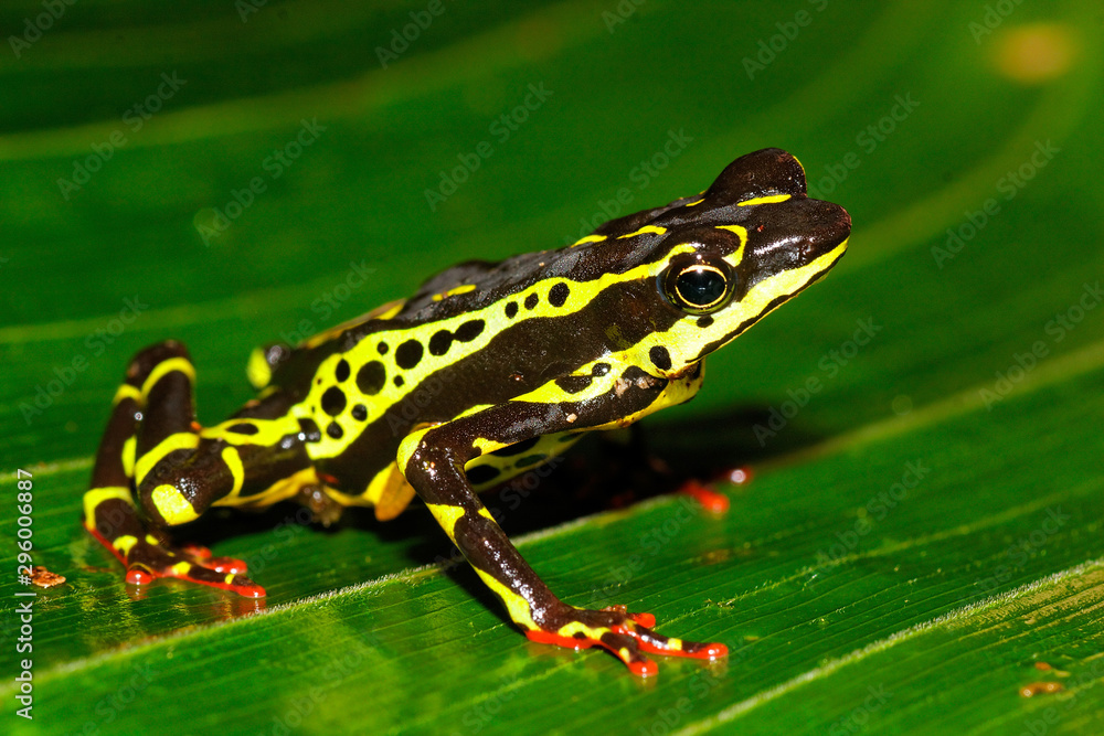 Atelopus Frog