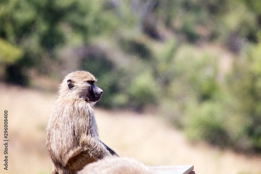 Poster The olive baboon (Papio anubis), also called the Anubis baboon ...