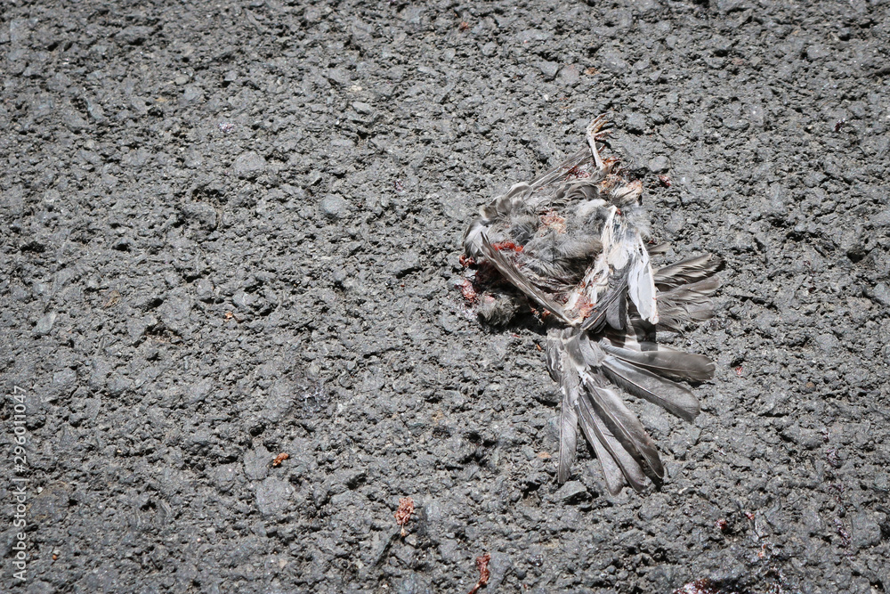 Wagtail bird on an asphalt road, crushed by a car. The concept of the ...