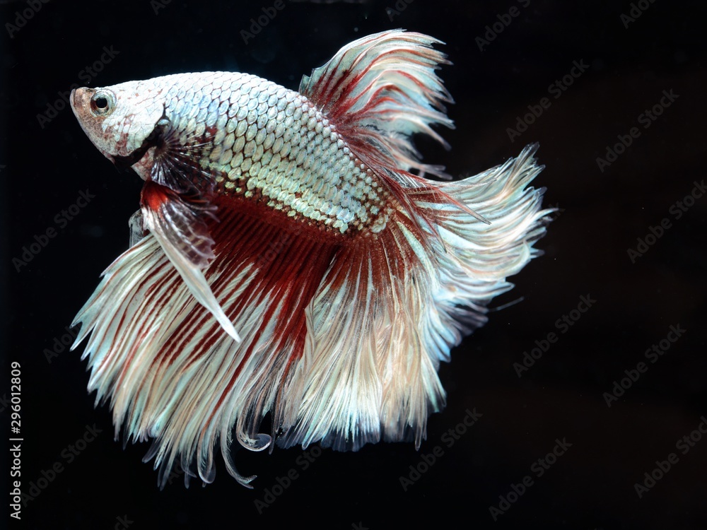 Fish Color Patterns