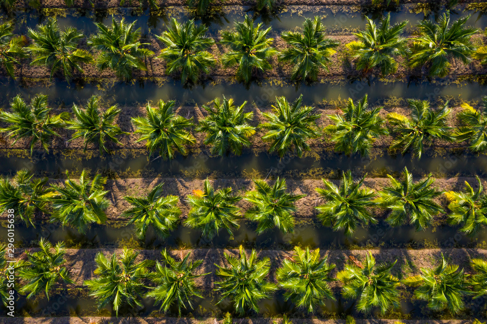 Stockfoto Aerial top view Plantation of sweet coconut trees, Ratchaburi ...