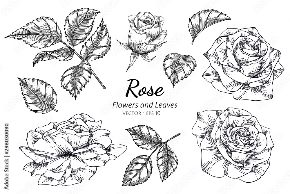 Set of rose flower and leaf drawing illustration on white backgrounds ...