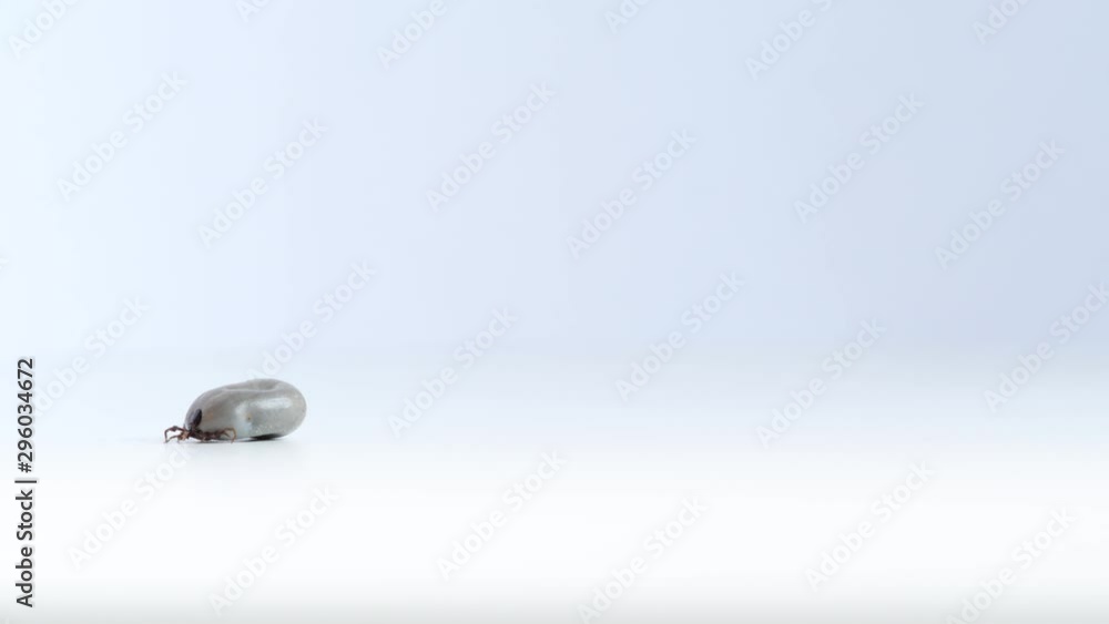 Close up, 4k footage of isolated tick on a white background. Detail ...