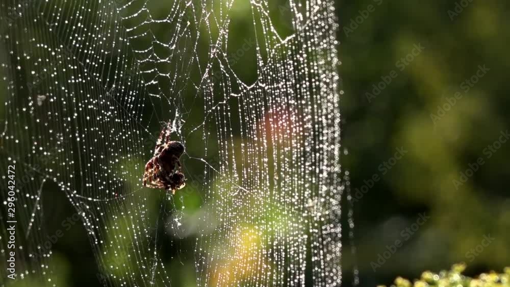 Stockvideon Web in dew drops.Spider in the morning sun.Web weaving.The ...
