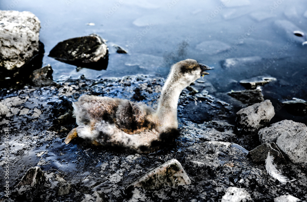 Bird stuck in polluted water with tar. Dying animals in industrial ...