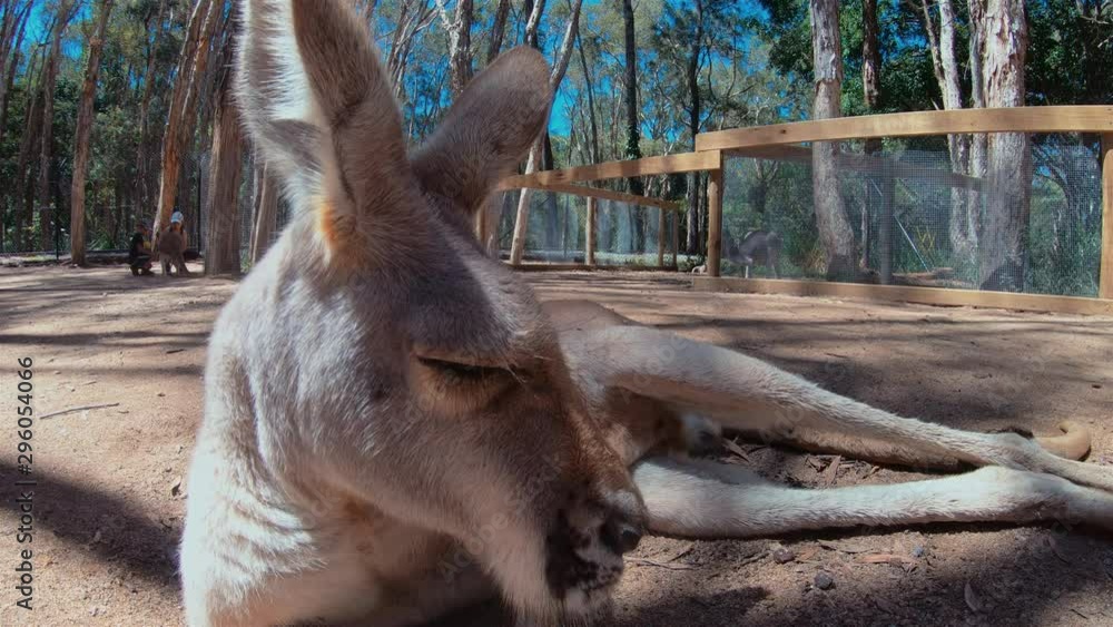 Red Kangaroo. Kangaroo Face Close Up. Calm Peaceful Marsupial ‘Roo ...