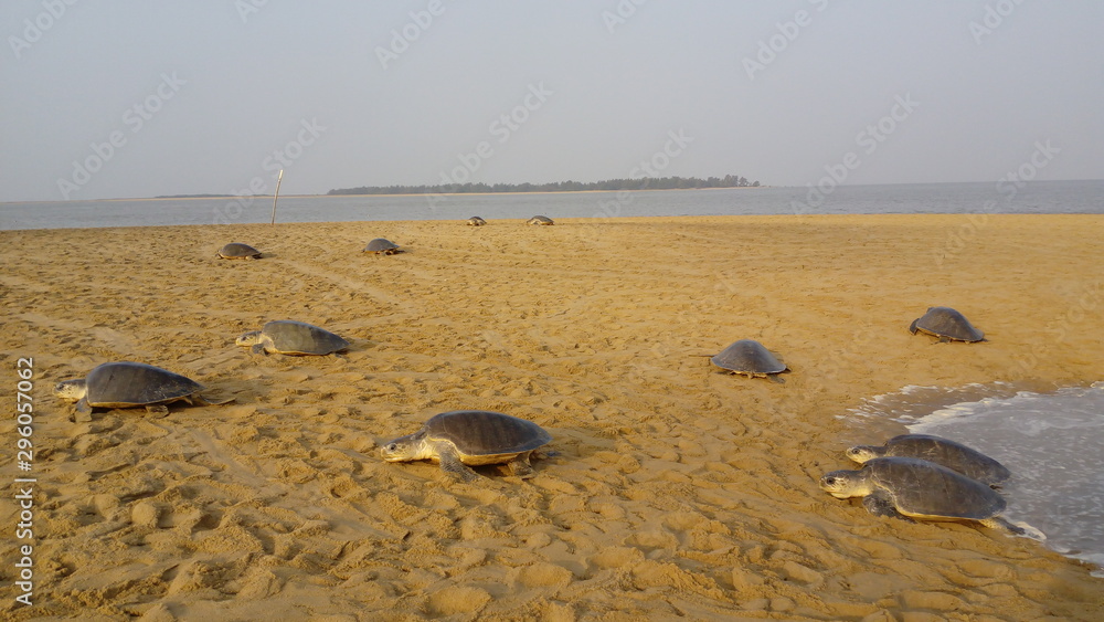 Olive ridleys (lepidochelys olivacea),Nasi island,india, south asia ...
