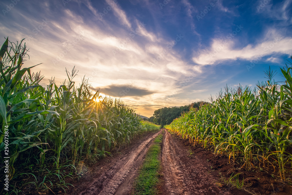 Beautiful corn field farm at sunrise sky. ภาพถ่ายสต็อก | Adobe Stock