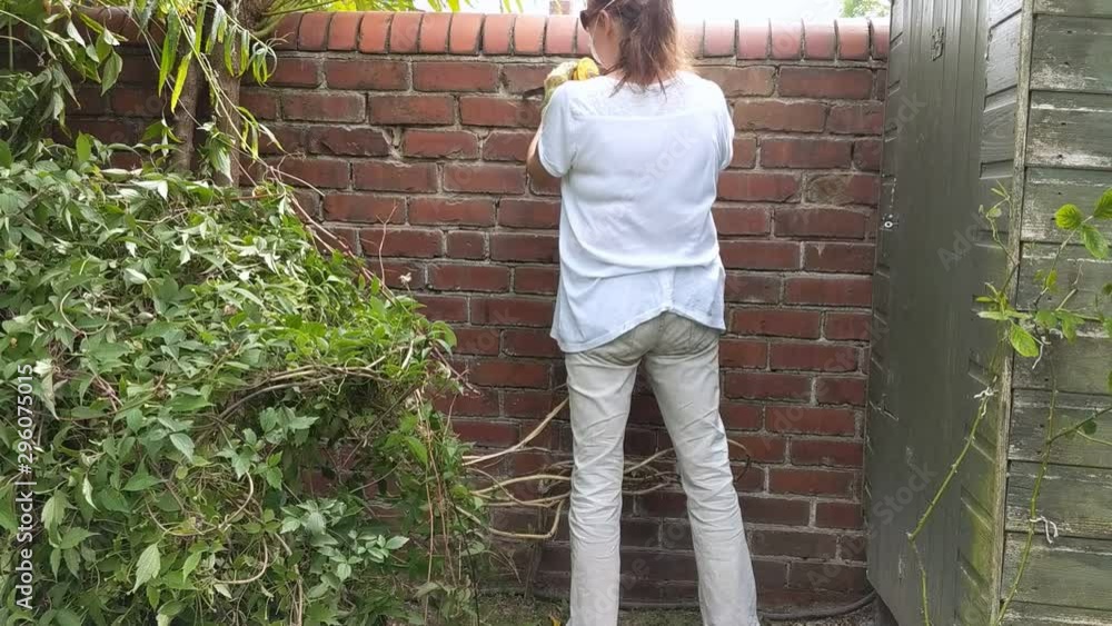Woman raking out mortar from an old red brick garden wall. Preparation ...