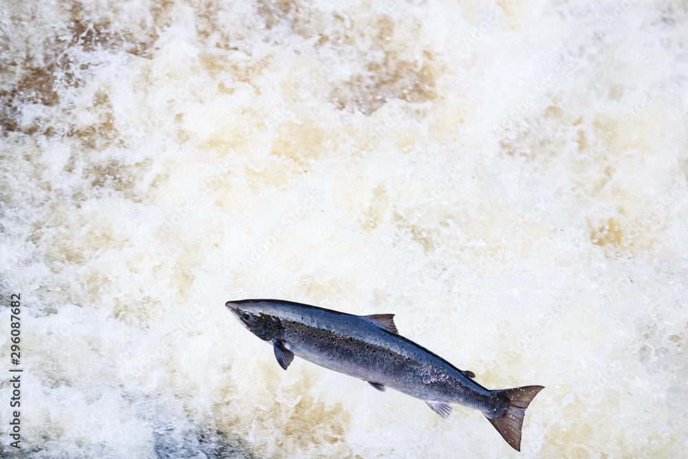 Large Atlantic salmon leaping up the waterfall on their way migration ...