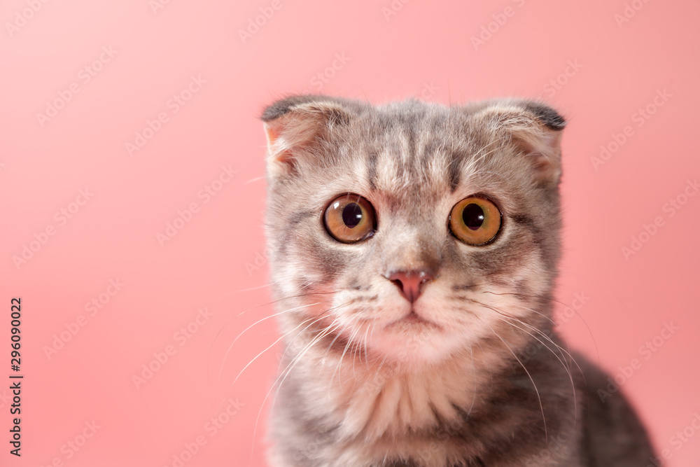 The CIA taught a cat to be a highly trained portable spy- They split ...