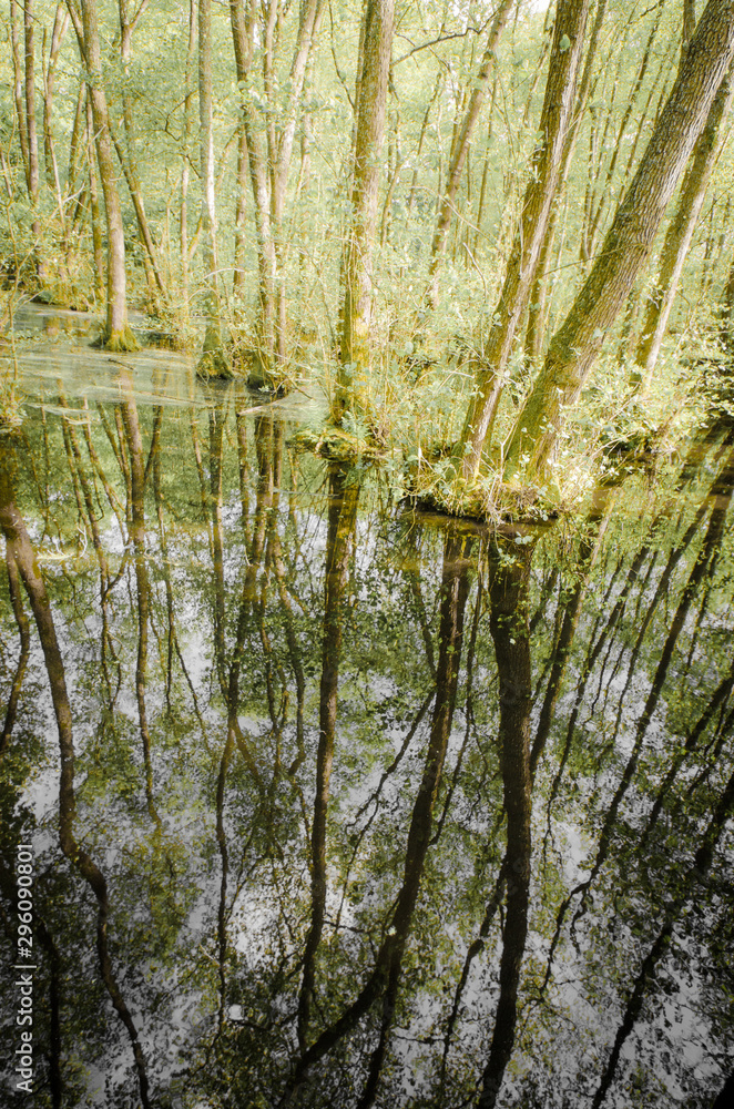 Une mangrove. Inondation dans une forêt. Des arbres aves les pieds dans ...