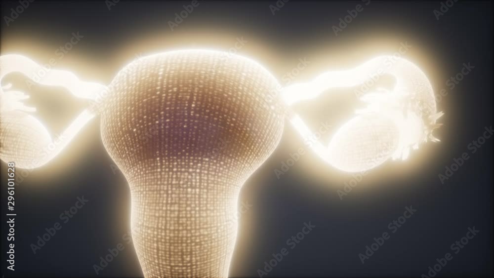 Female Reproductive System Anatomy animation Stock Video | Adobe Stock