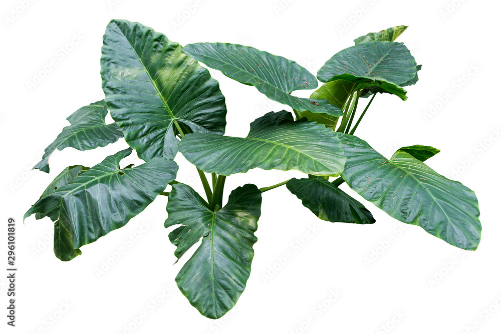 jungle plant bush tree isolated include clipping path on white ...