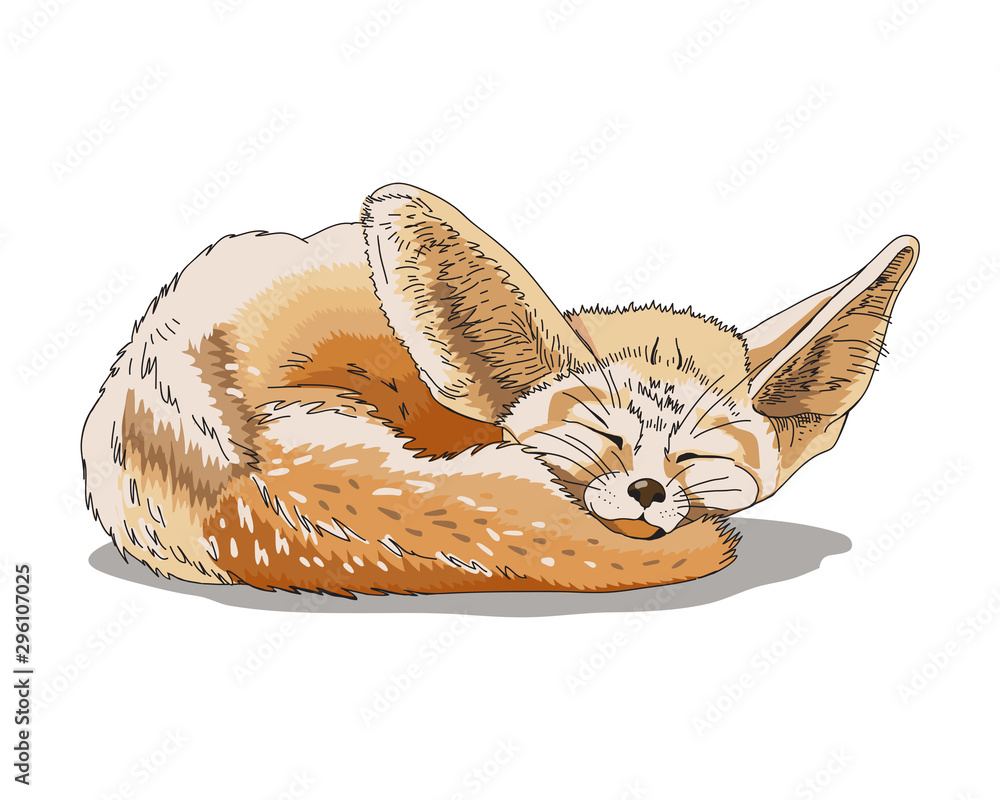 Sleeping Fox Drawing