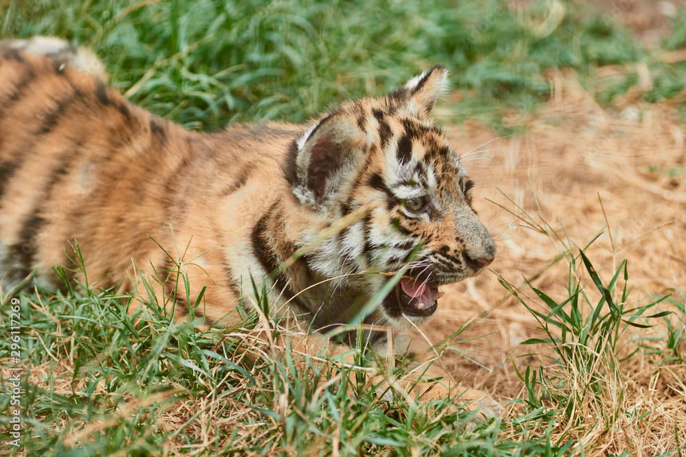 Little tiger cub on the grass. Little predator. Wild animal in nature ...