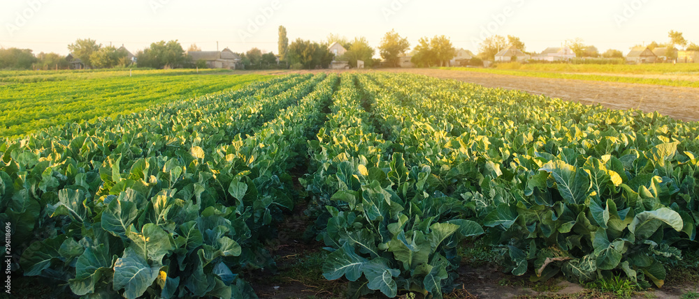 Broccoli plantations in the sunset light on the field. Growing organic ...