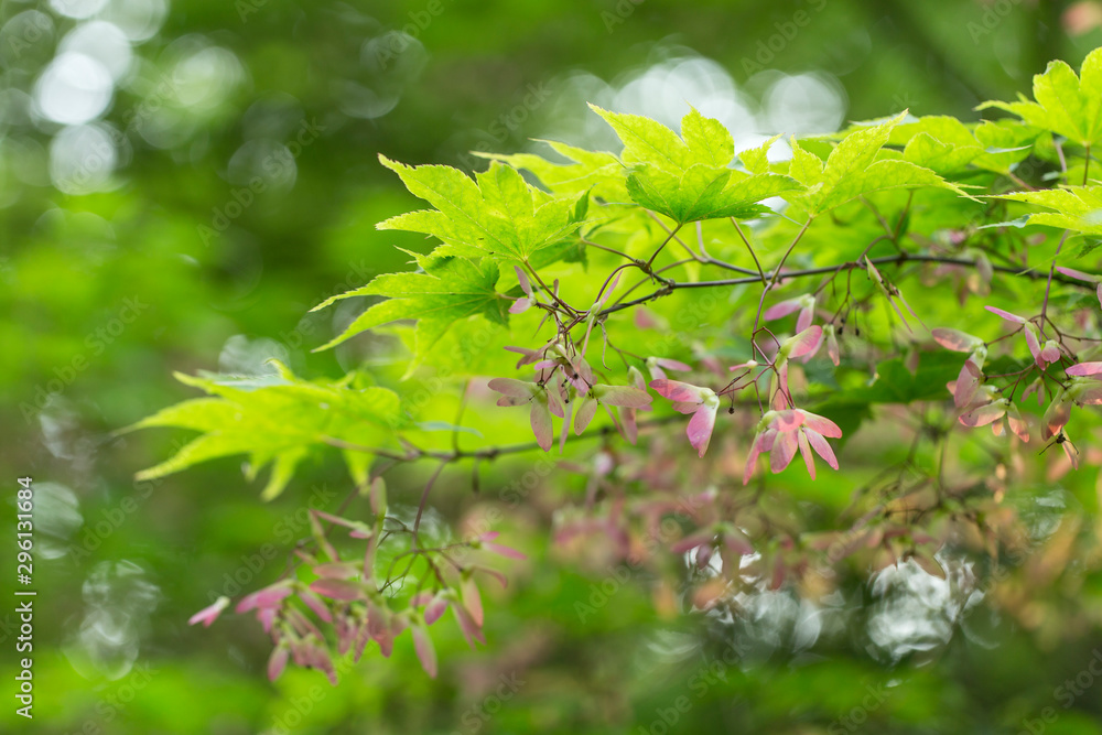 Green spring leaves of Amur Maple tree. Japanese maple (acer japonicum ...