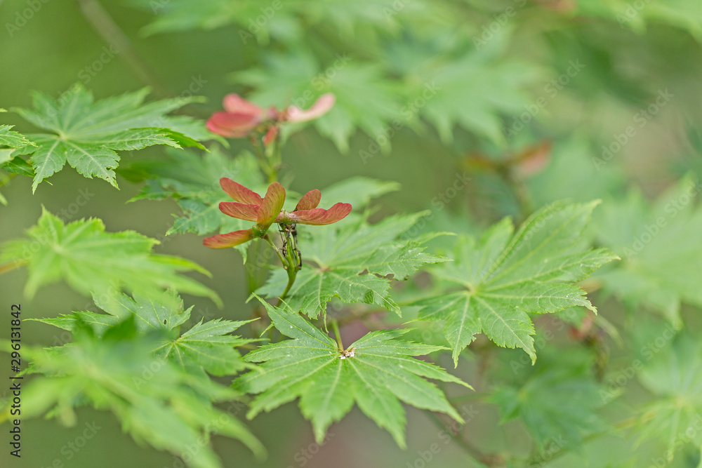 Green spring leaves of Amur Maple tree. Japanese maple (acer japonicum ...