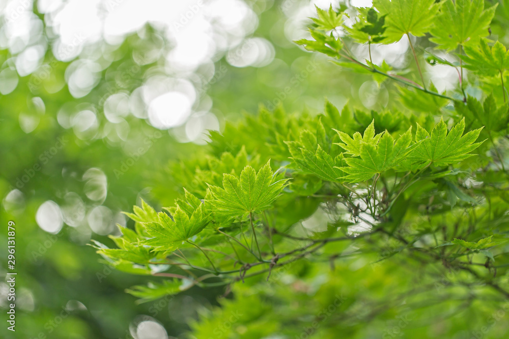 Green spring leaves of Amur Maple tree. Japanese maple (acer japonicum ...