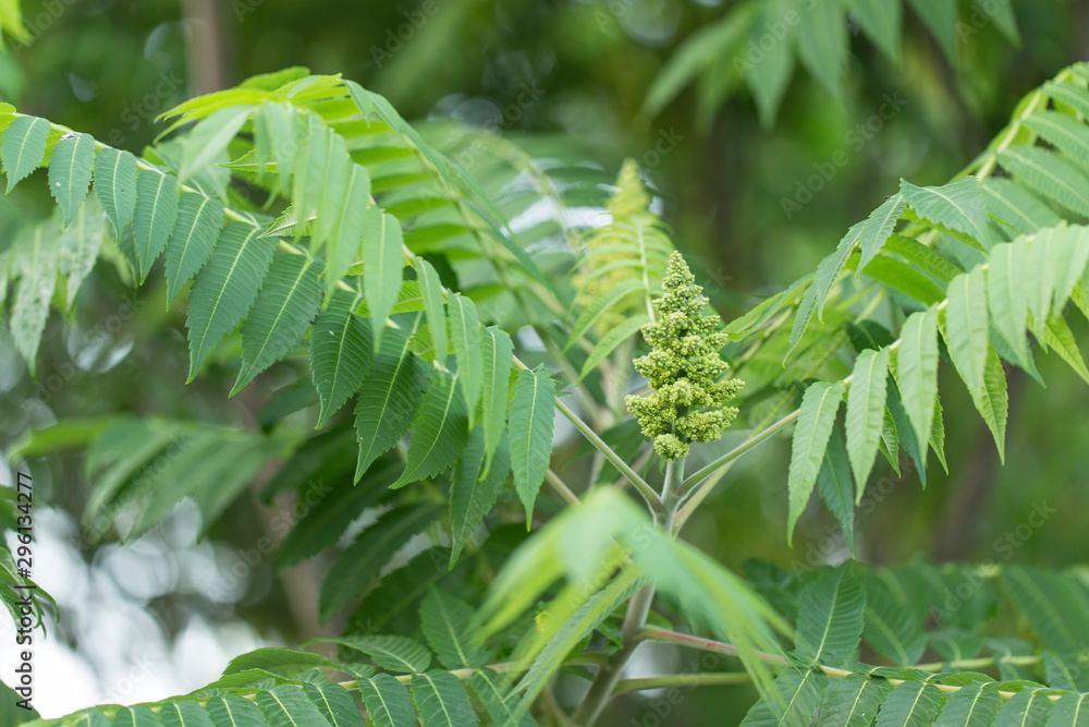 Branch of staghorn sumac (Rhus typhina) with leaves and flowers during ...