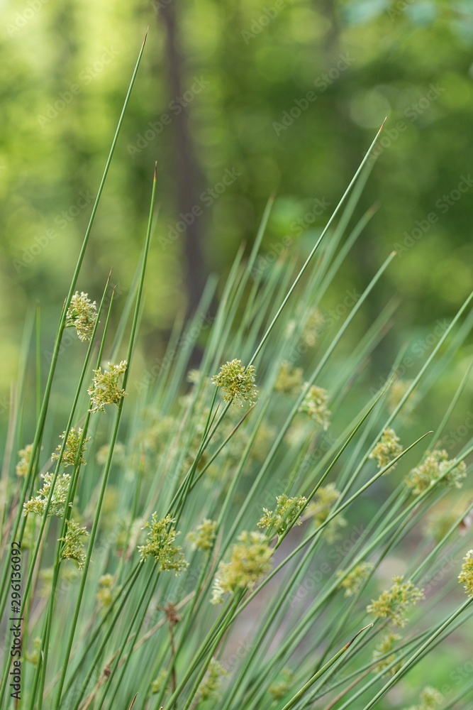 Juncus effusus plant of the family Juncaceae, in nature, selective ...
