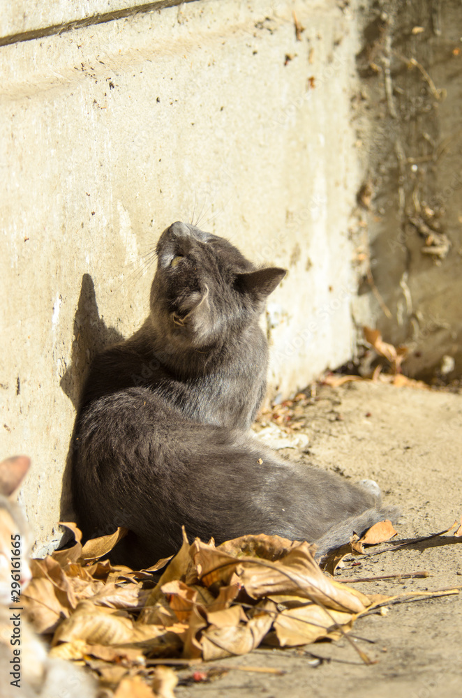 Lying cat turned back and looks like a snake meme Stock Photo | Adobe Stock