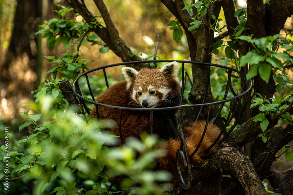 red panda in the Central Park zoo in New York city, wildlife of New ...