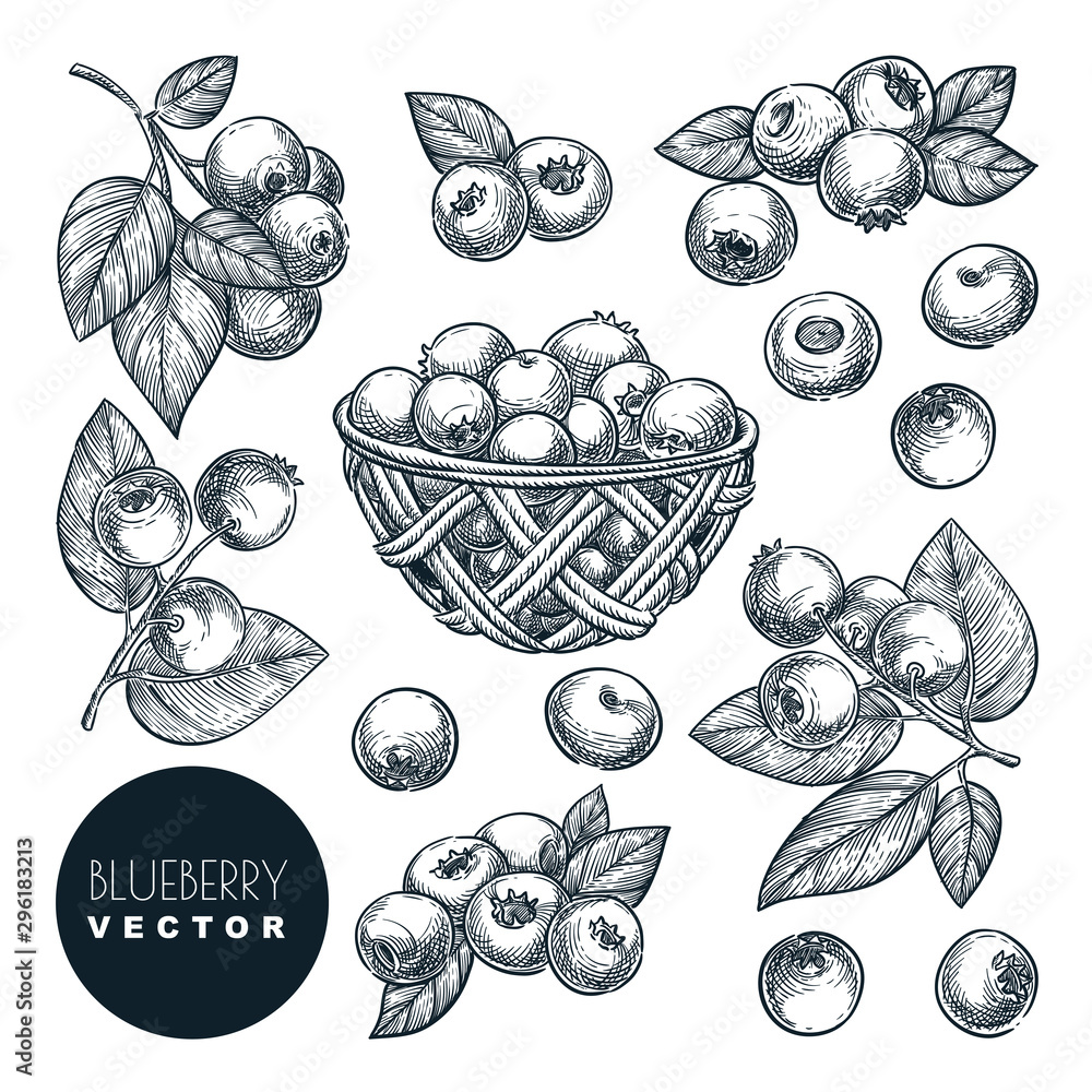 Blueberry sketch vector illustration. Bog whortleberry harvest in ...
