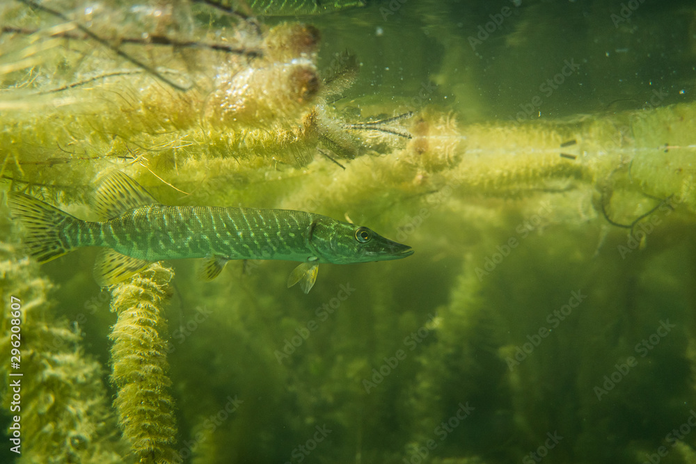 pike under water image, baby pike in a lake under water, underwater ...