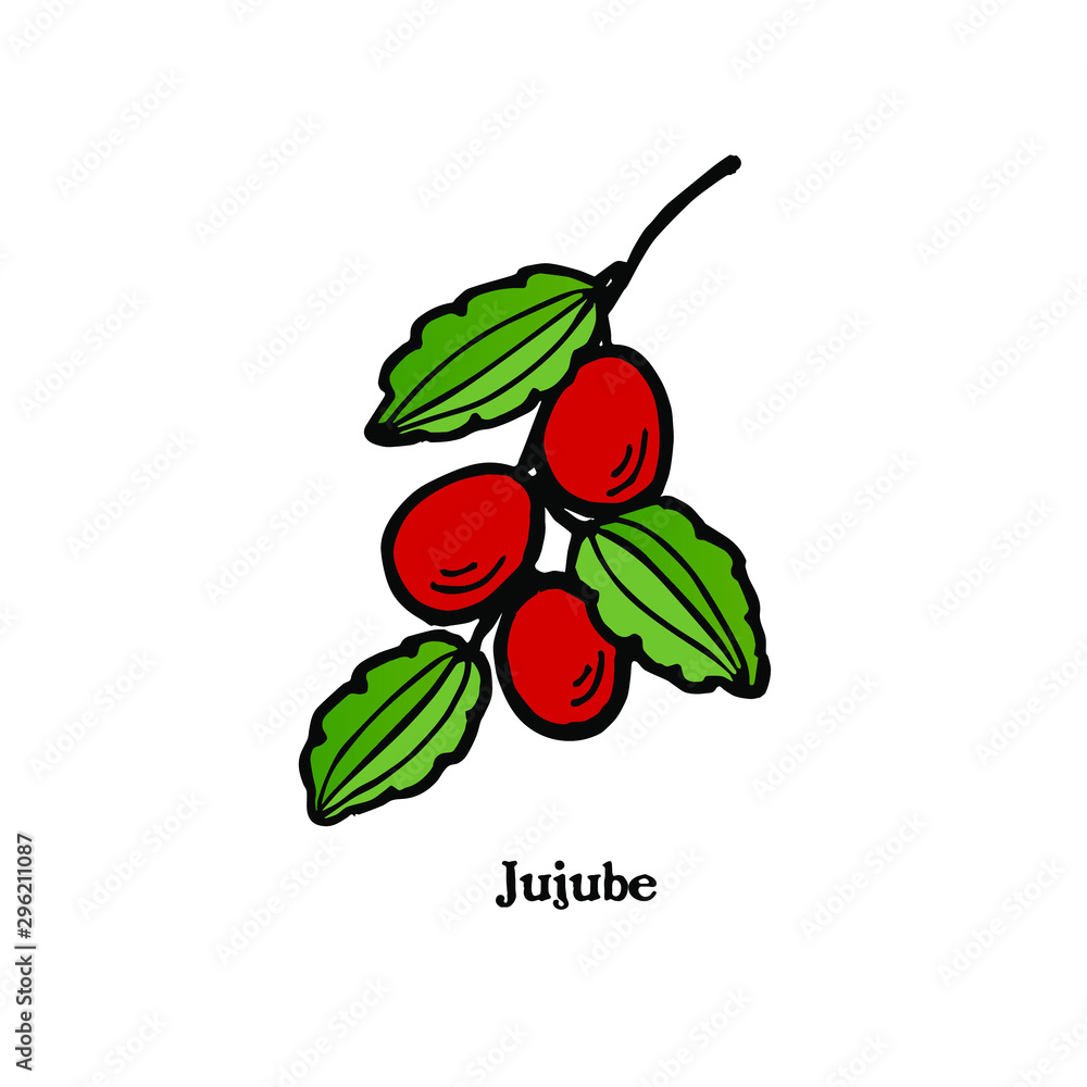 Line drawing of jujube plant, colorful icon, red fruits on branch ...
