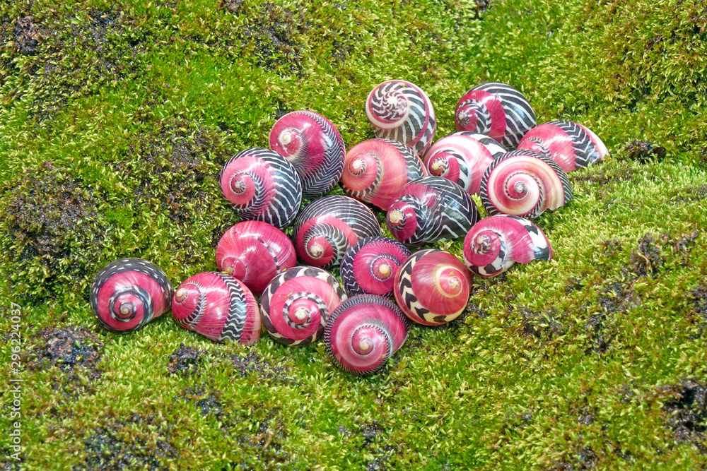 The red racer snail (Vittina waigiensis), the world most beautiful and ...