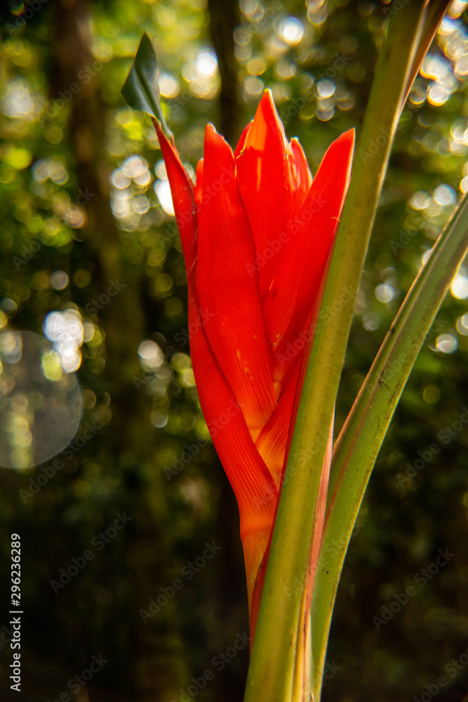 hermosa flor anaranjada con pétalos en punta ubicada en la selva ...