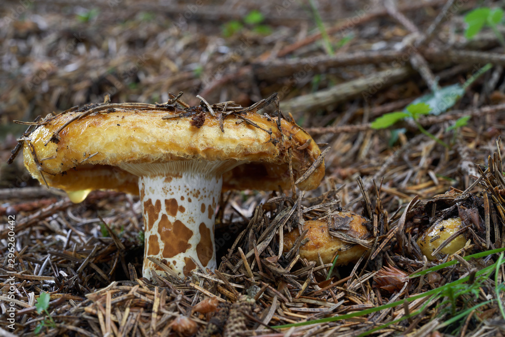 Inedible mushroom Lactarius scrobiculatus growing in the needles in the ...