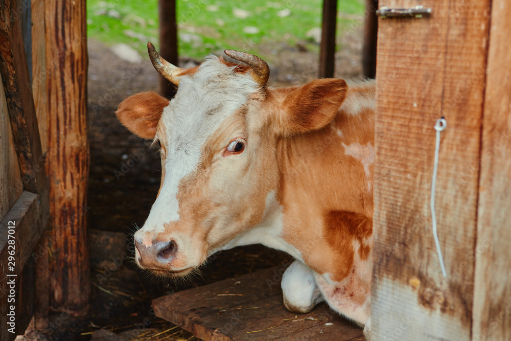 Portrait of a cow white-brown suit, lies in the barn of the village ...