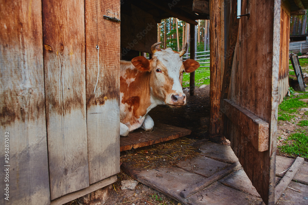 Portrait of a cow white-brown suit, lies in the barn of the village ...