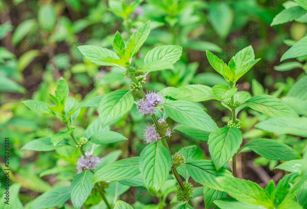Purple Mint Flower