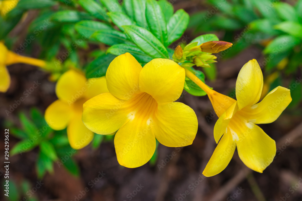 Colorful yellow flowers of Allamanda, Common allamanda, Golden trumpet ...