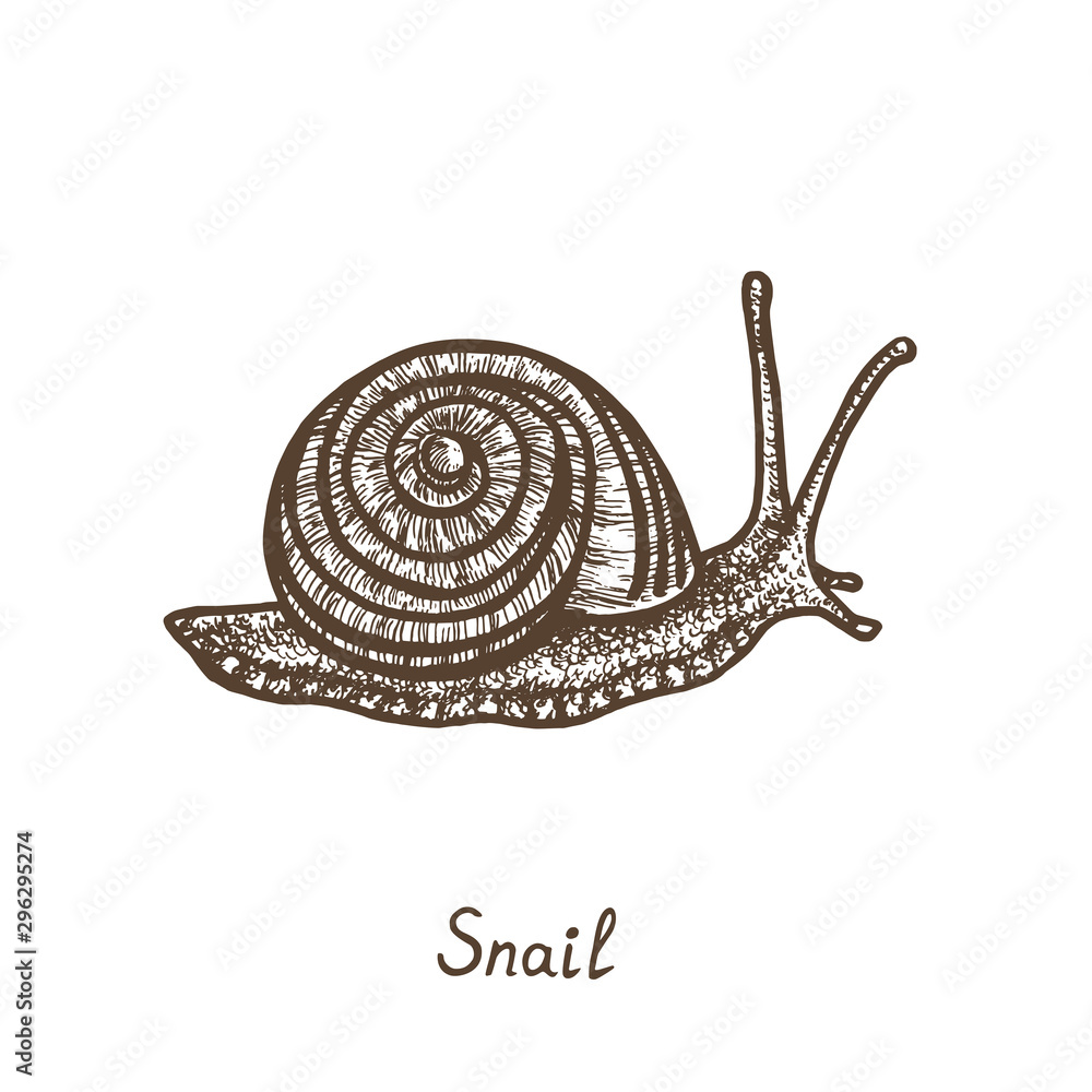 Snail crawling, side view, hand drawn gravure style, vector sketch ...