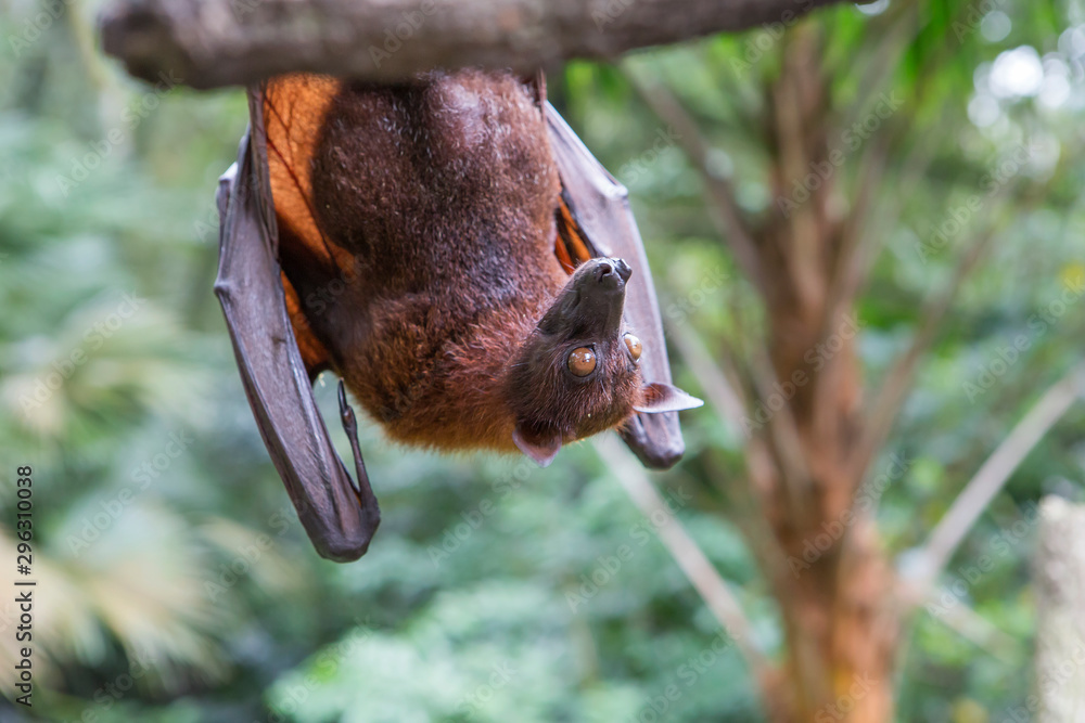 Flying fox. They are much larger than bats, their wingspan reaches one ...