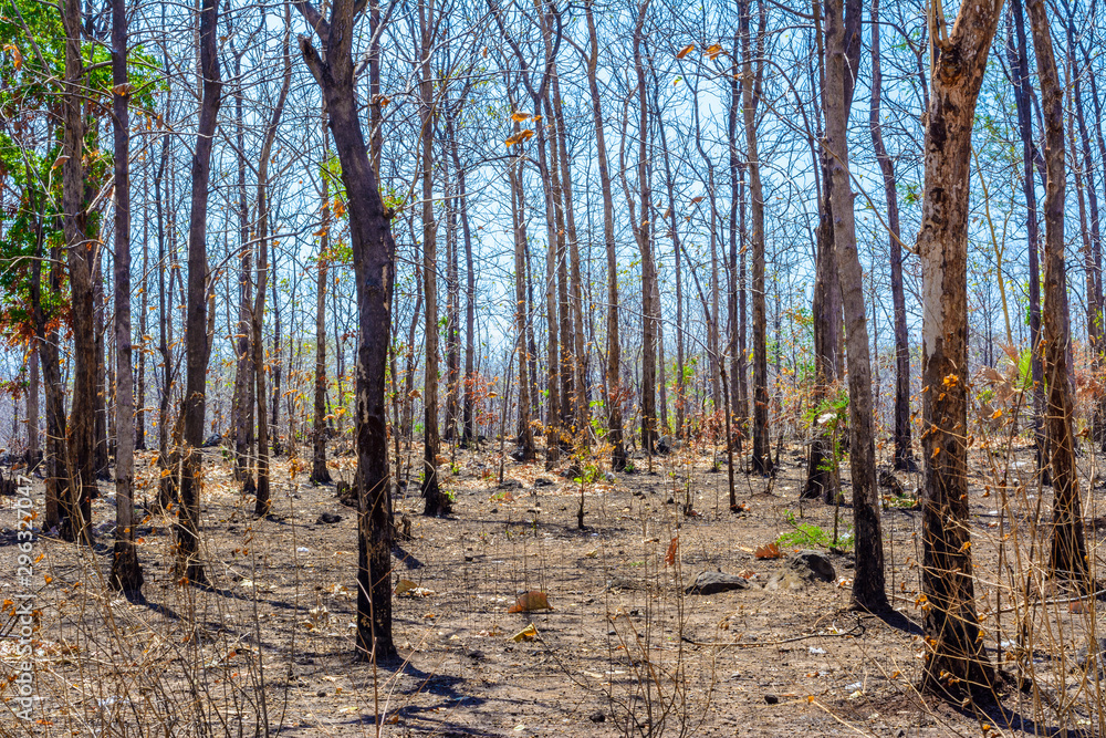 path in the dry trees in the forest Stock Photo | Adobe Stock