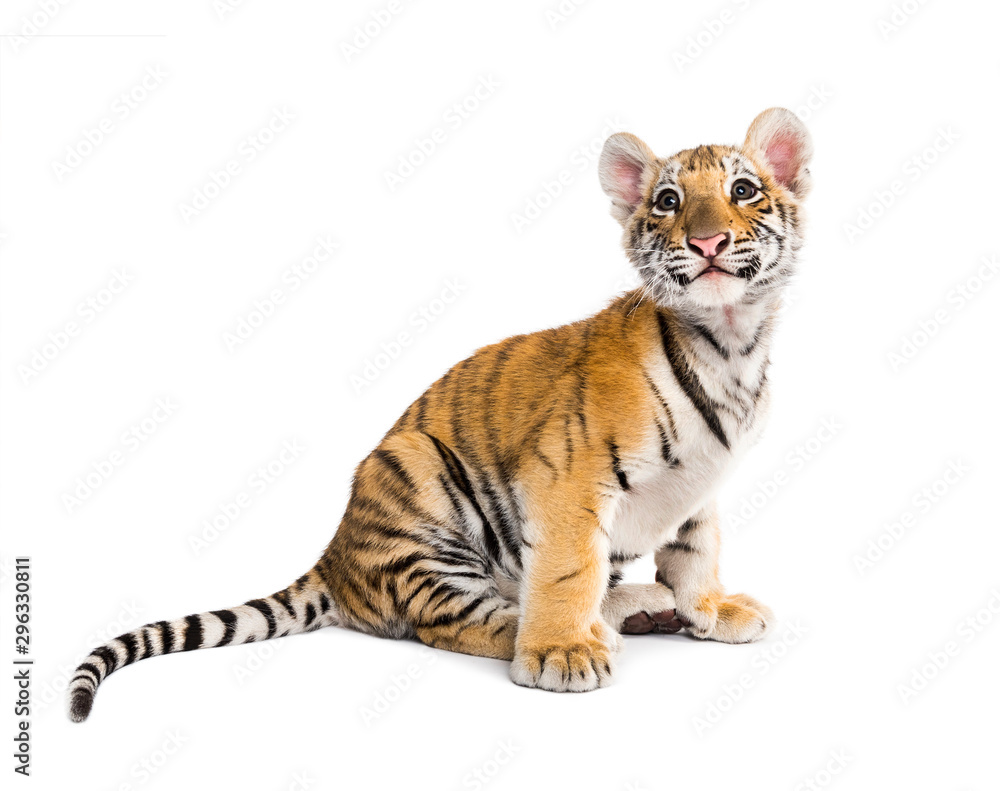 Two months old tiger cub sitting against white background Stock Photo ...