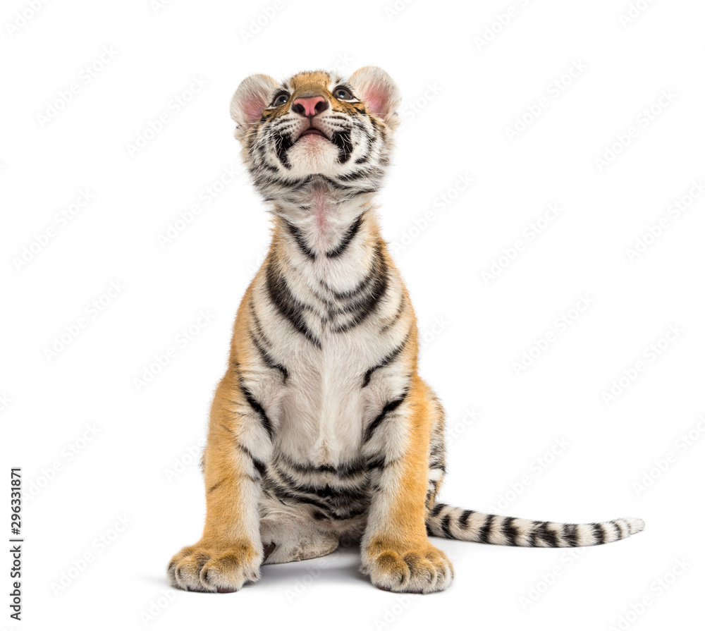 Two months old tiger cub sitting against white background Stock Photo ...