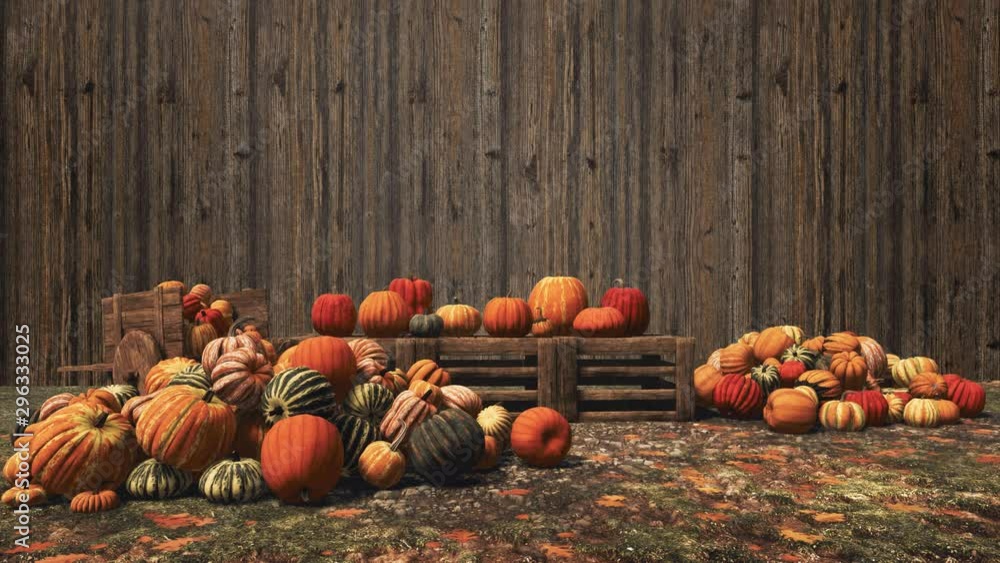 Autumn pumpkins laid out on wooden crates and on ground at outdoors ...