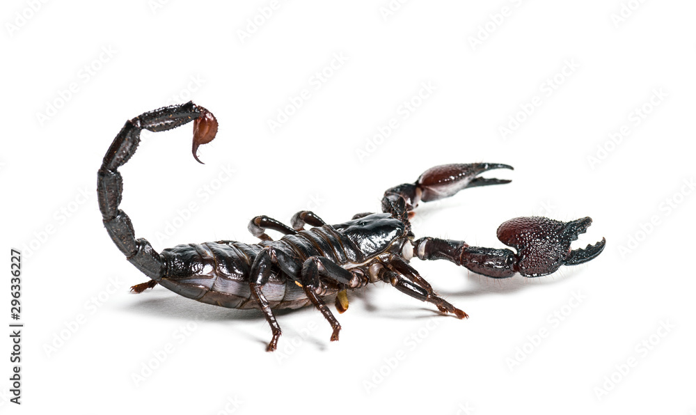Emperor Scorpion Face