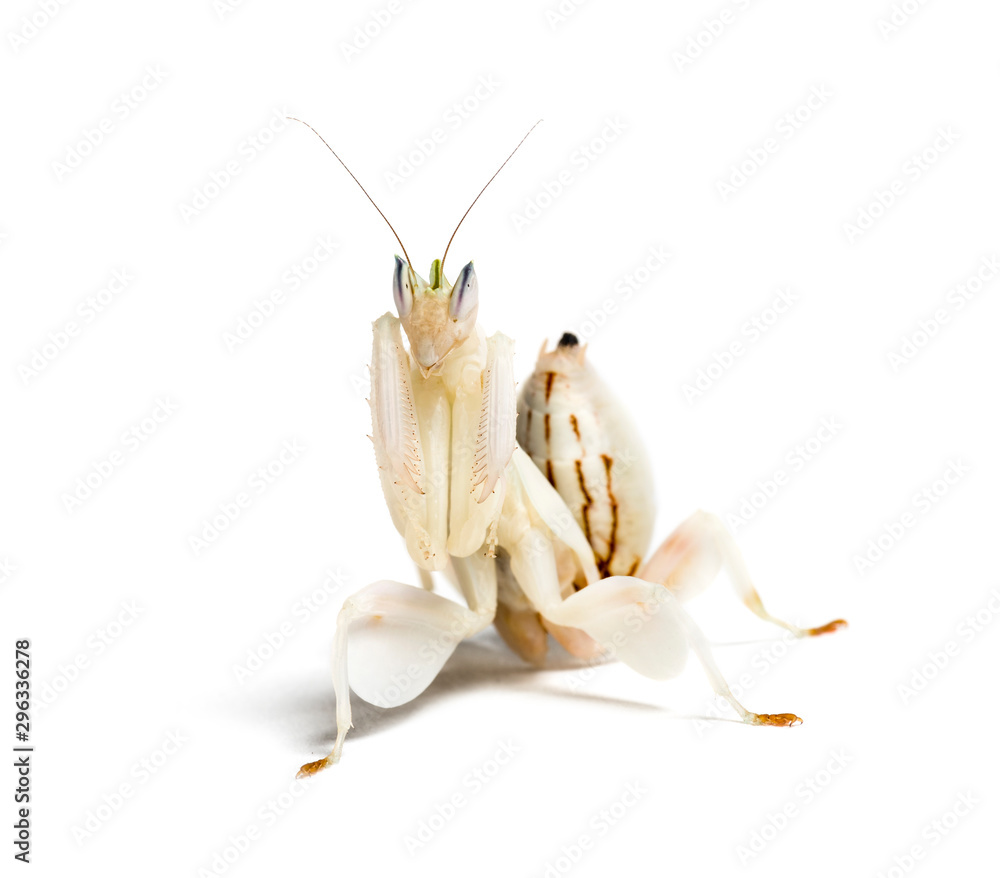 Young orchid mantis, Hymenopus coronatus, isolated on white Stock Photo ...