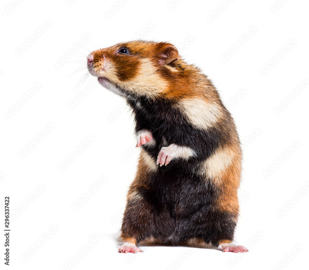 European hamster on hind legs, Cricetus cricetus Stock Photo | Adobe Stock