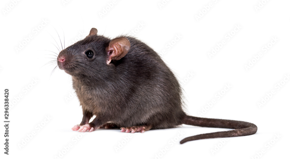 Black rat, Rattus rattus, in front of white background Stock Photo ...